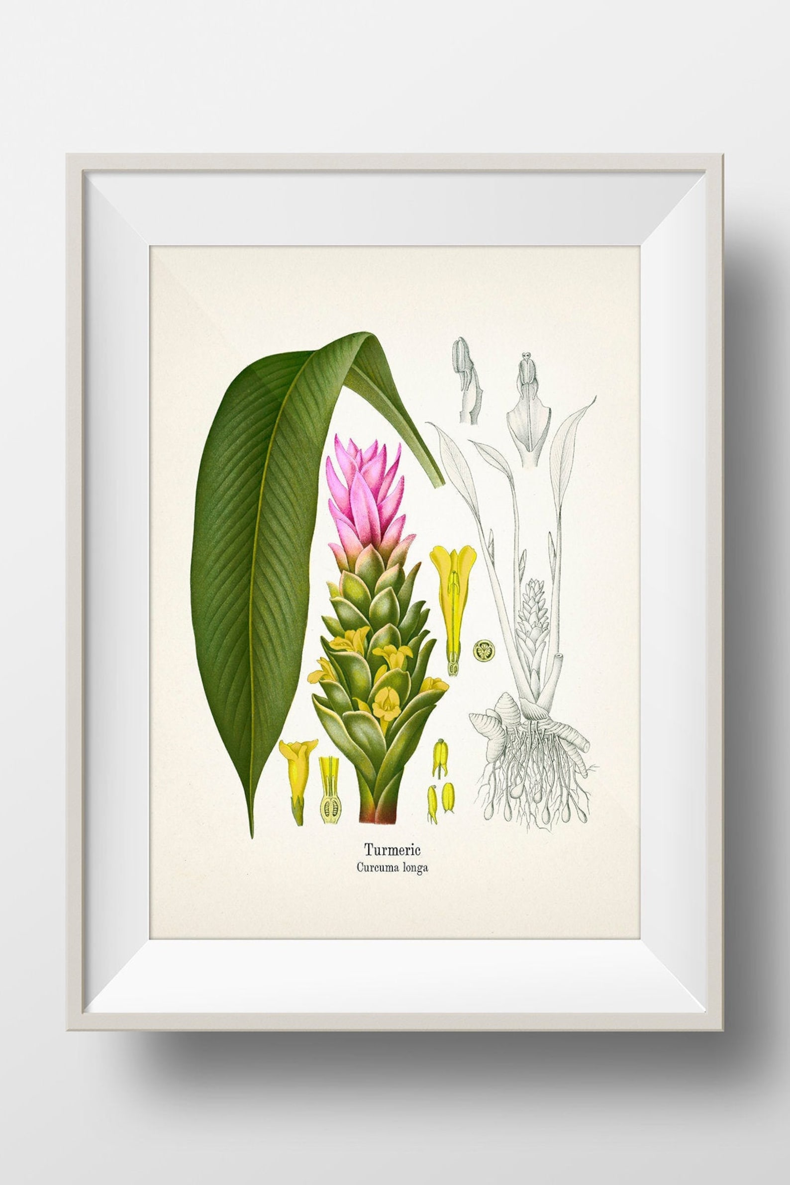 Turmeric - Curcuma Longa - KO-70 - Fine Art Prints of Kohler's Vintage ...