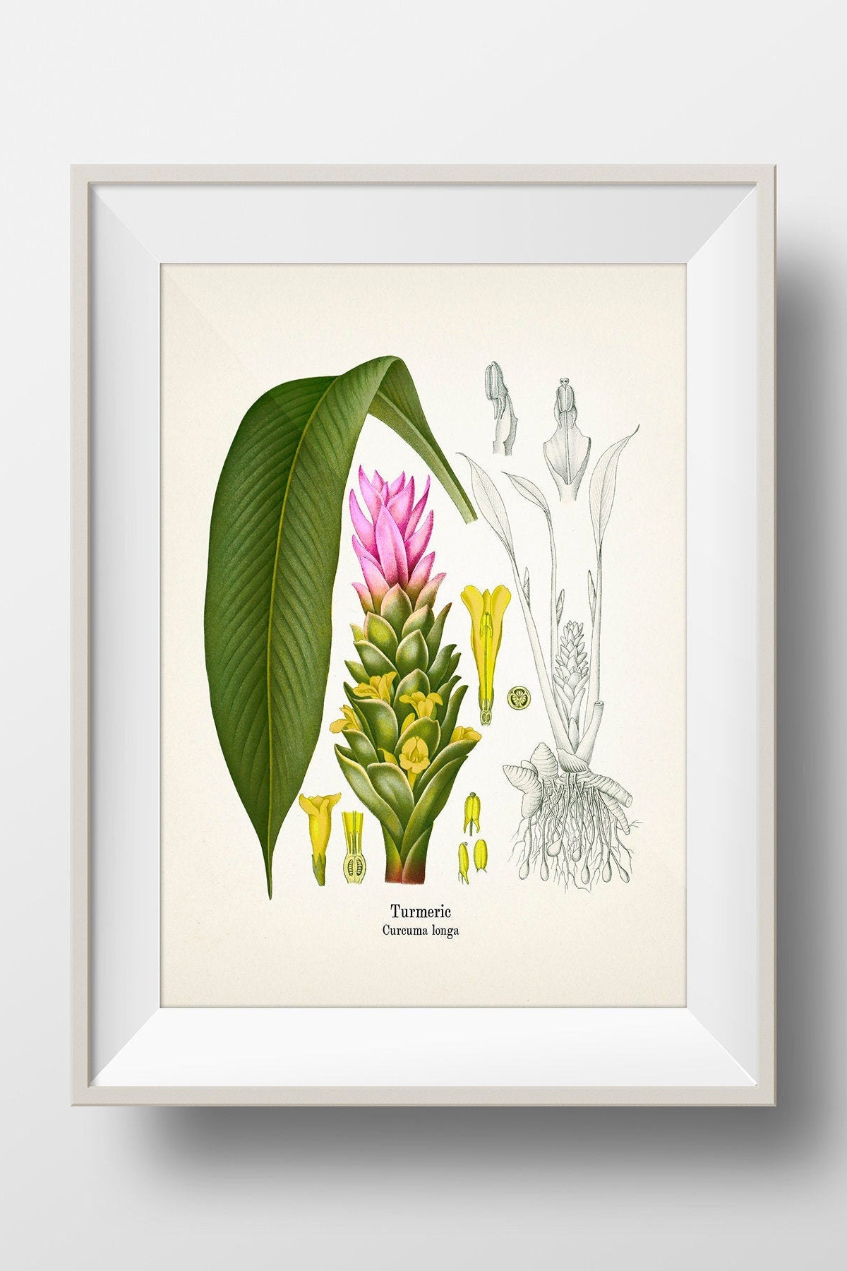 Turmeric - Curcuma Longa - KO-70 - Fine Art Prints of Kohler's Vintage ...