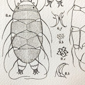 Tardigrades (water Bear) Anatomy Specimens SET OF FOUR - Fine Art Print ...