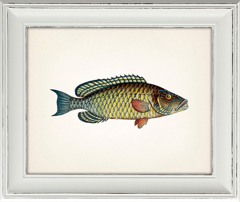 Unique 1801 Cheeklined Wrasse Fish Drawing - Fine Art Print of a ...