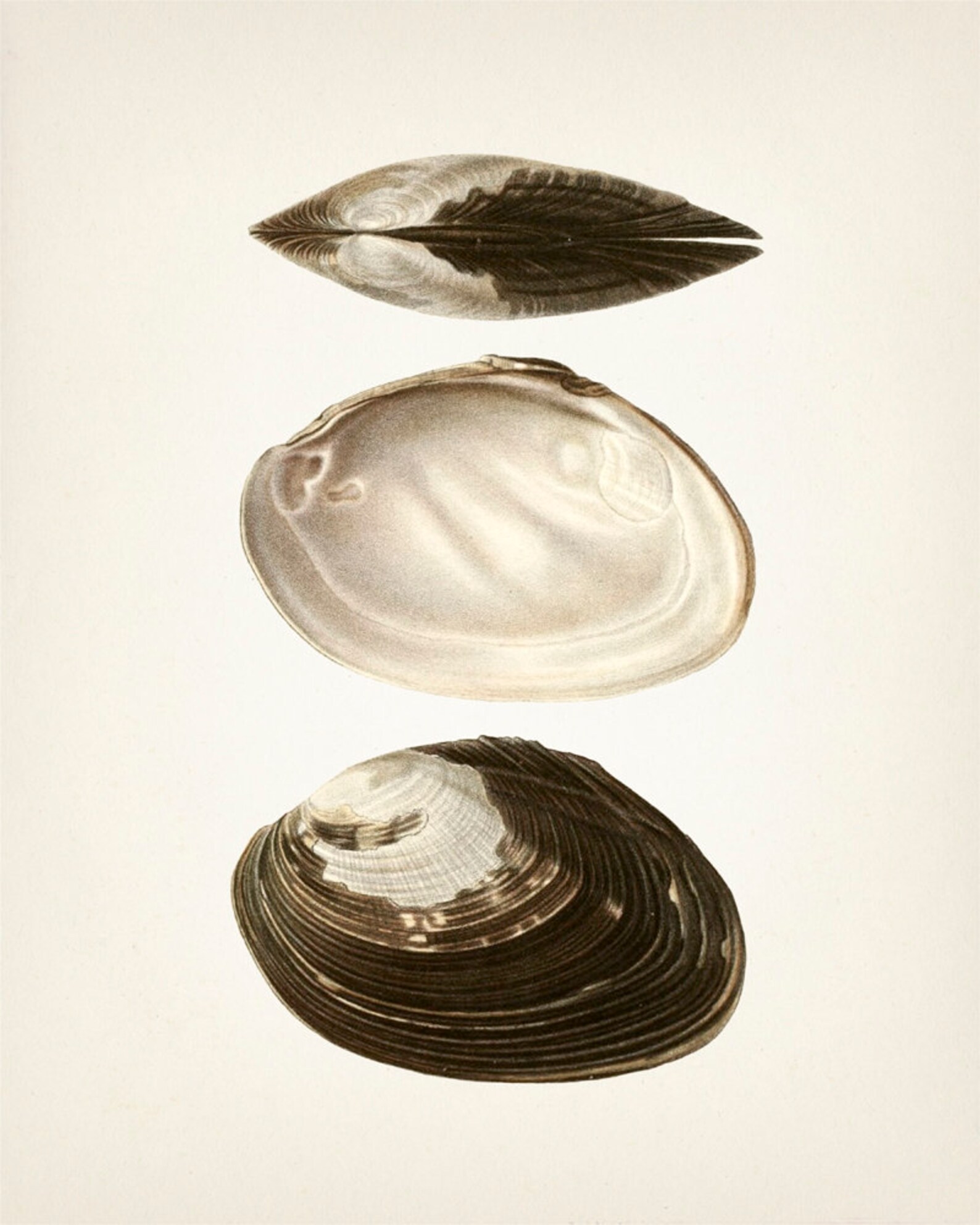 Clam Shell No. 65 SH-65 Fine Art Print of a Vintage - Etsy