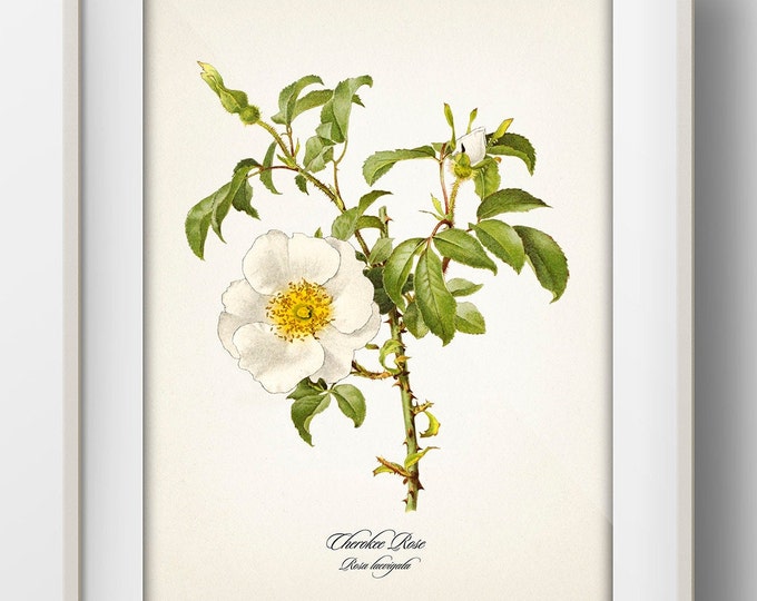 Cherokee Rose Georgia State Flower Rosa Laevigata FL-31 Fine Art Print ...