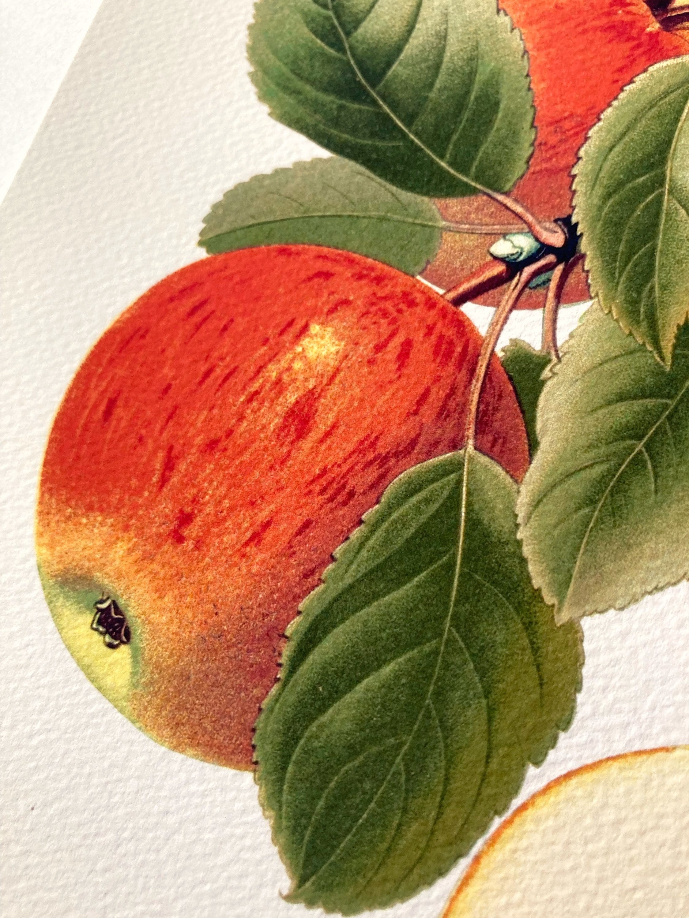 Apple Botanical Illustration