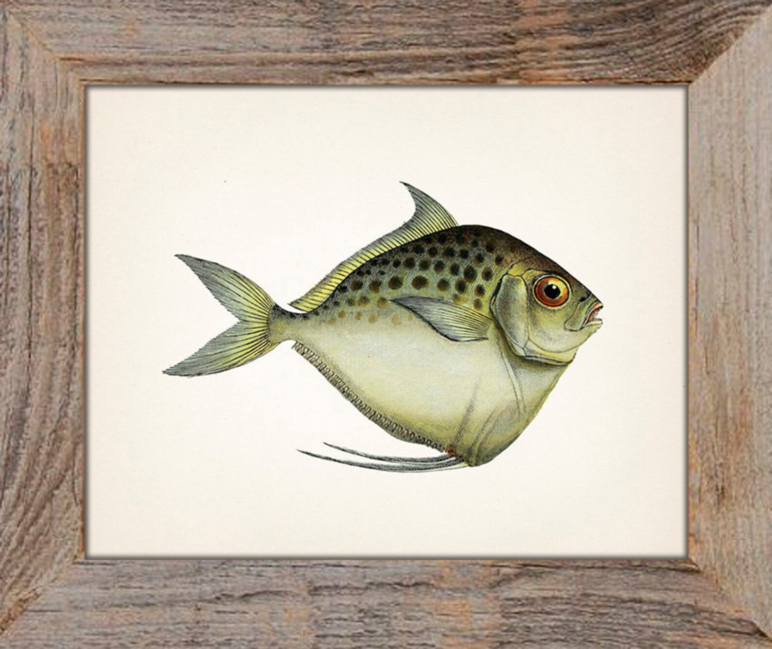 Blue Green Fish Print Set 1801 Fish Drawings. Fine Art - Etsy