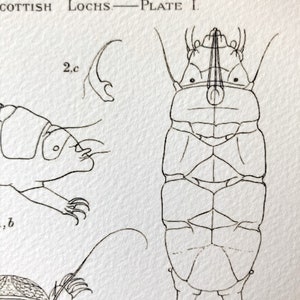 Tardigrades (water Bear) Anatomy Specimens SET OF FOUR - Fine Art Print ...