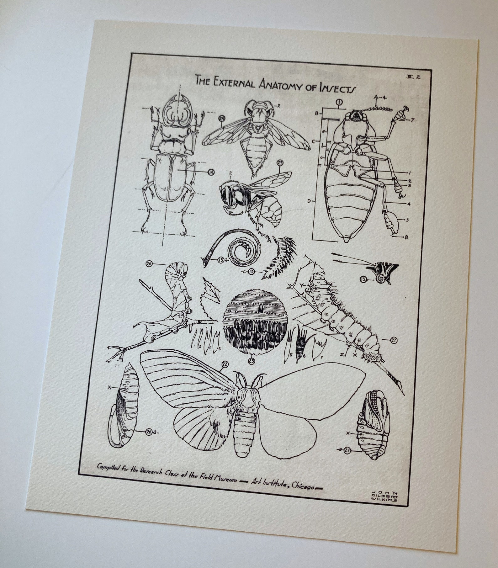 Insect Anatomy Study no.2 1924 Design in Nature IN-38 | Etsy