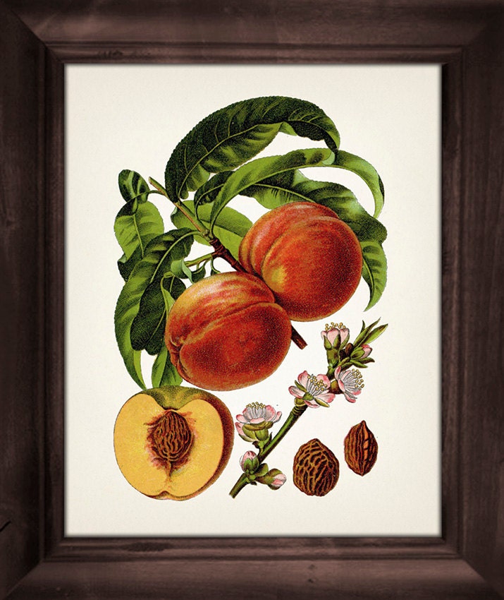 Vintage Peach Print 2 PL-43 Fine Art Print of a Vintage - Etsy