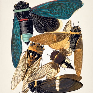 Insects No. 01 [1926] Insectes - IN-41 - Fine Art Print of a Vintage ...
