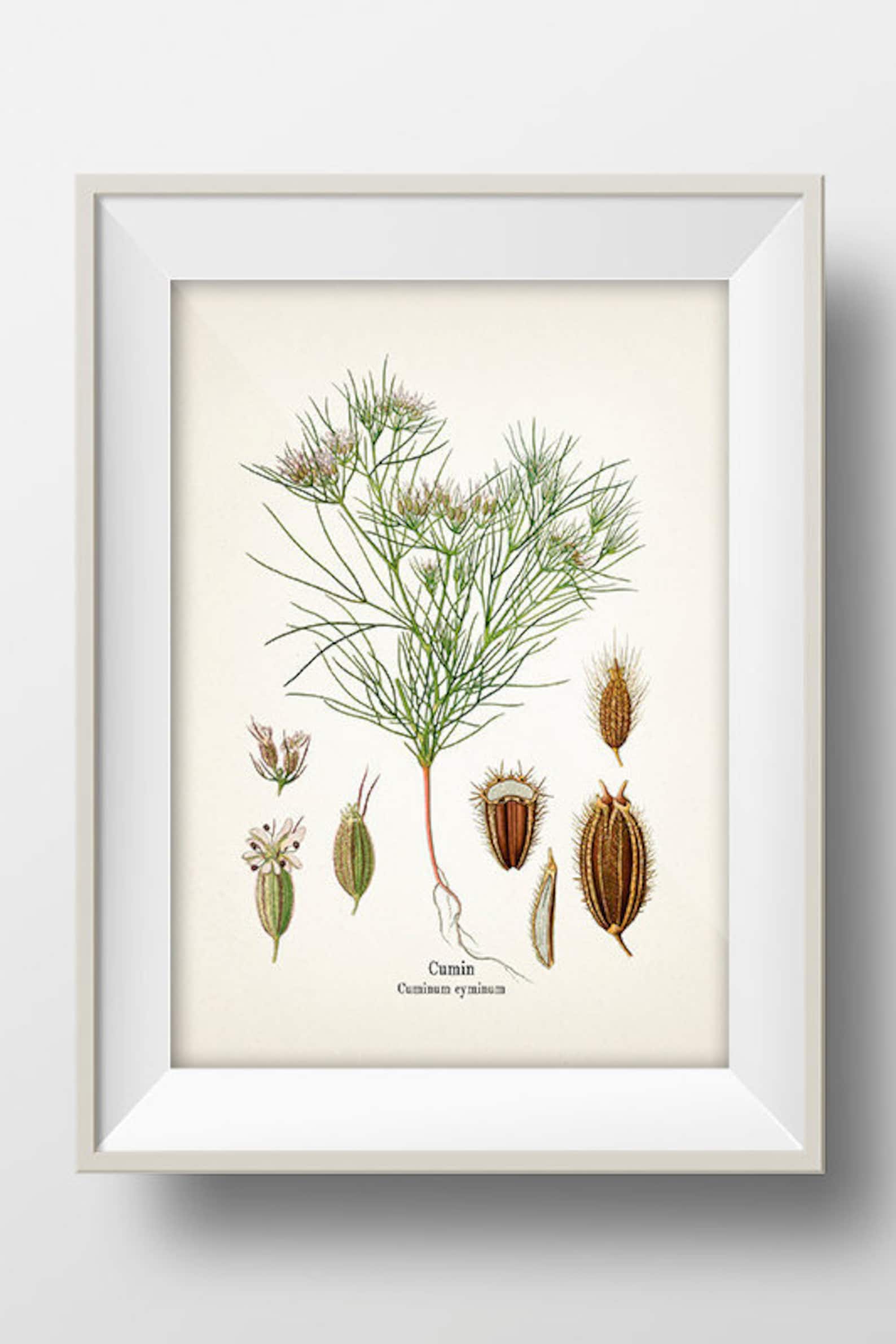 Vintage Cumin Print KO-16 Fine Art Prints of Kohler's | Etsy