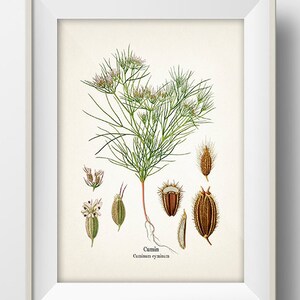Vintage Cumin Print - KO-16 - Fine Art Prints of Kohler's Vintage ...