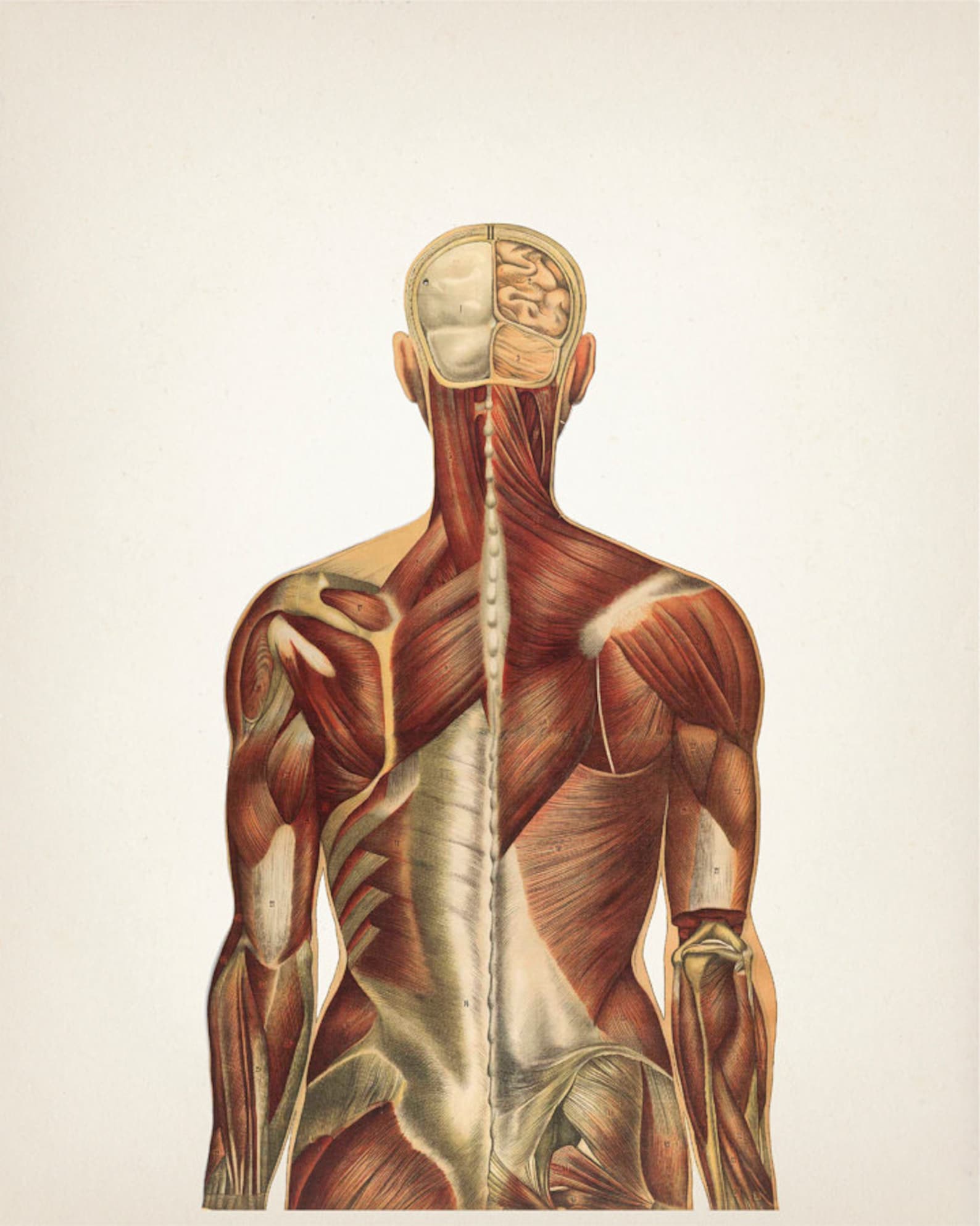 Human Anatomy MUSCLE System Wall Art Set Fine Art Prints / - Etsy