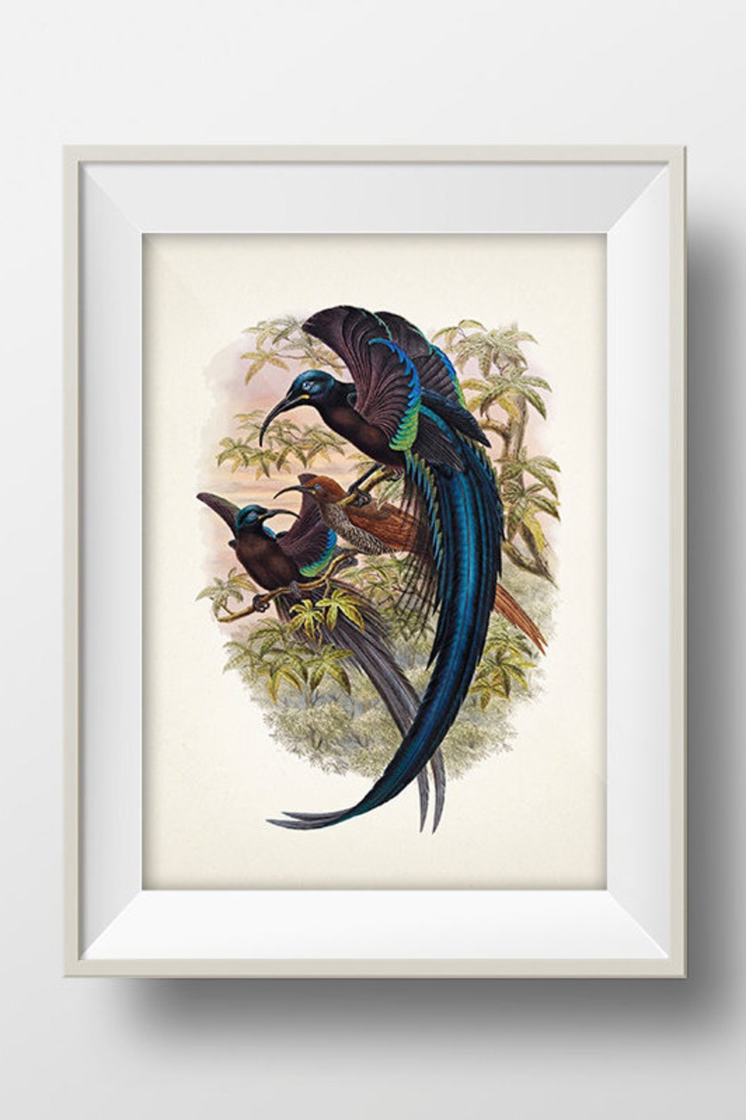 Black Sicklebill Bird of Paradise (epimachus Fastuosus) - - Fine Art ...