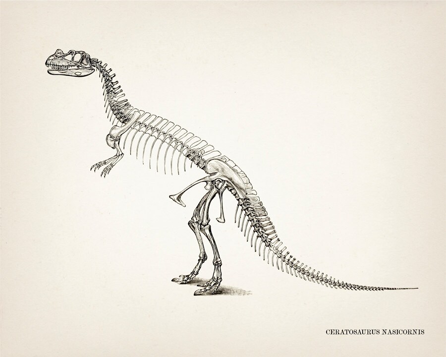 Ceratosaurus DI-08 Fine art print of a vintage natural | Etsy