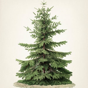 Christmas Holiday Botanical Prints Set of 4 - Holly, Mistletoe ...