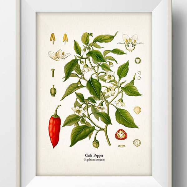 Chili Pepper Kitchen - Etsy