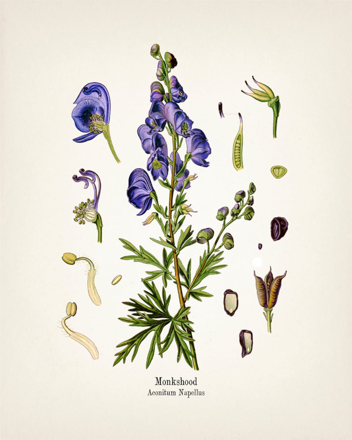 Monkshood or Aconite Aconitum Napellus KO-37 Fine Art - Etsy Ireland