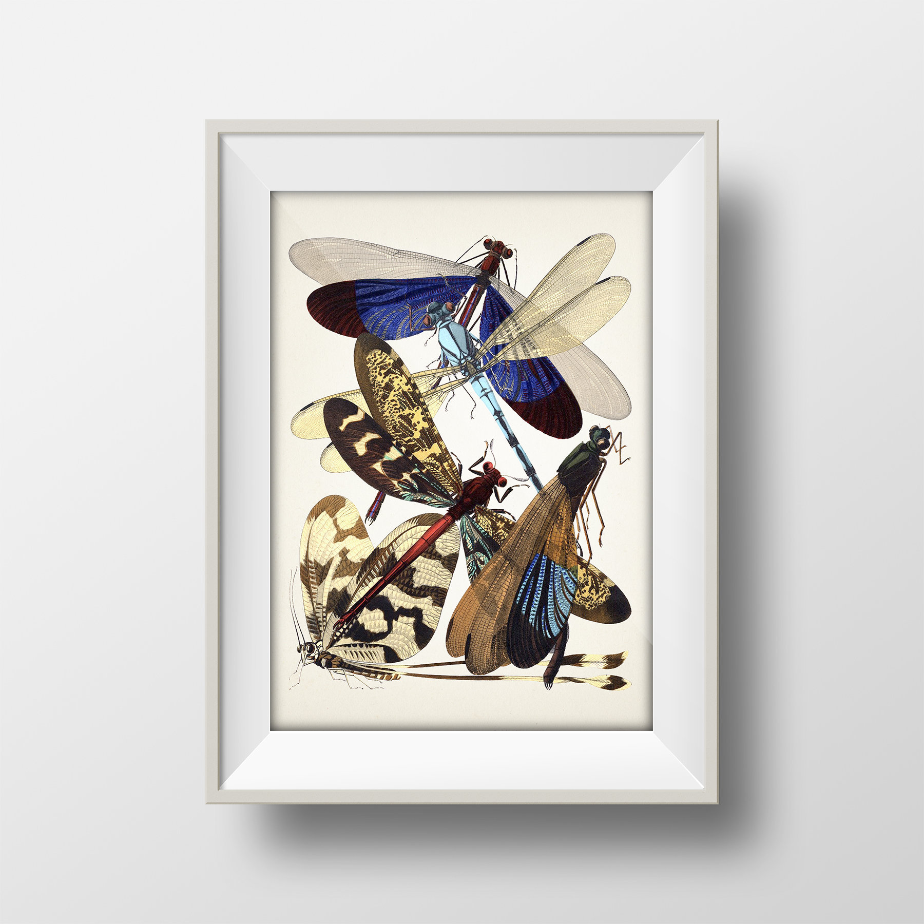 Insects No. 10 1926 Insectes IN-50 Fine Art Print of a - Etsy