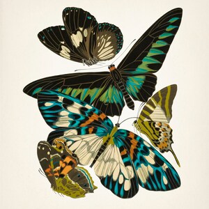 Butterflies SET No. 3 [1925] - Set of Four - Papillons - MO-81-86-90-93 ...