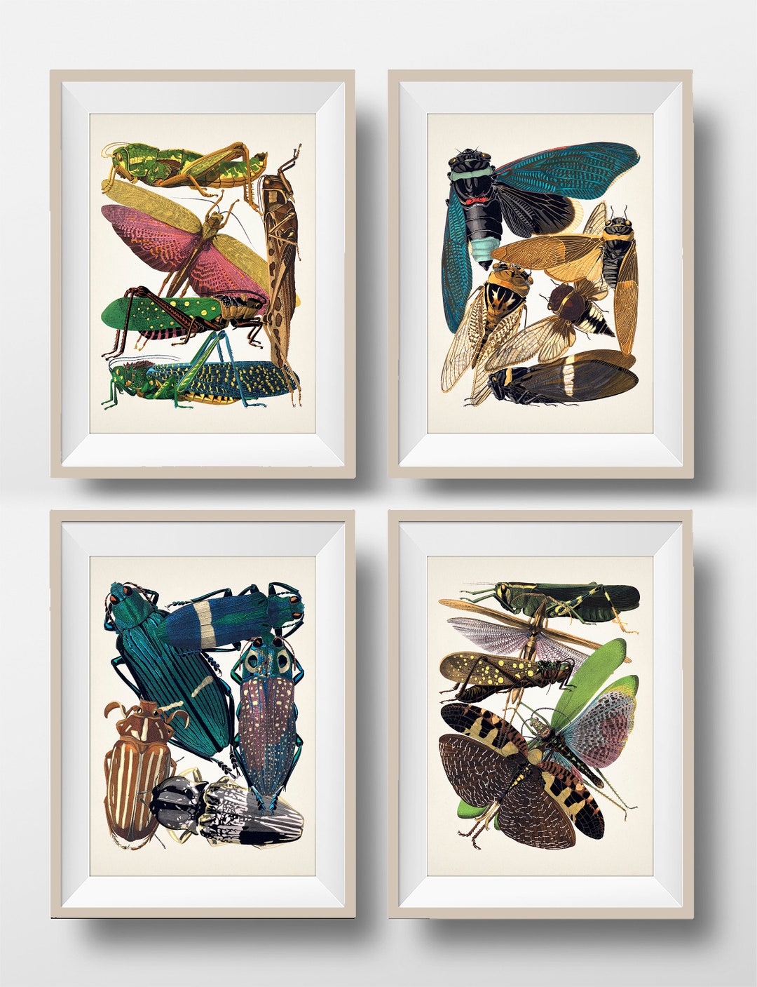 Insects SET No. 1 [1926] - Set of Four - Insectes - IN-41-47-48-53 ...