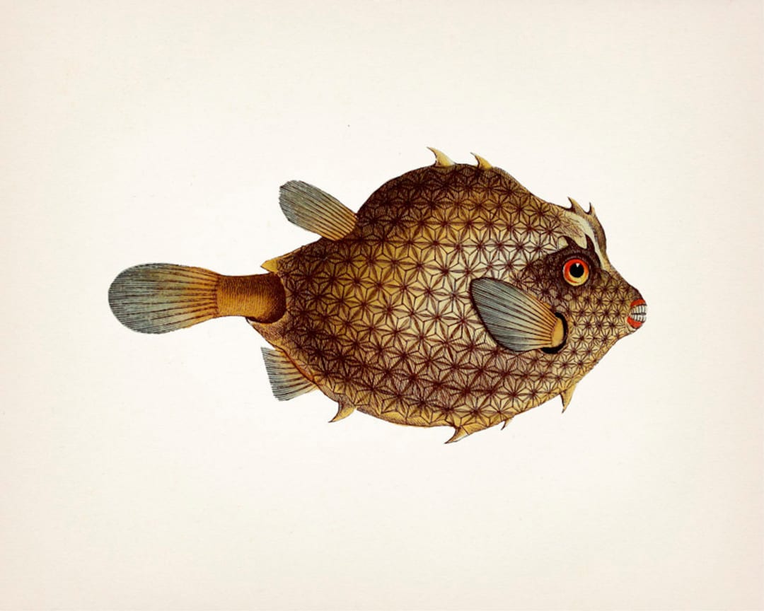 Toothy 1801 Boxfish Drawing - Fine Art Print of a Vintage Natural ...
