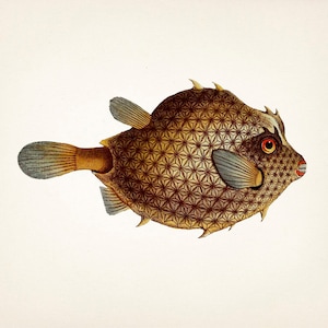 Toothy 1801 Boxfish Drawing - Fine Art Print of a Vintage Natural ...