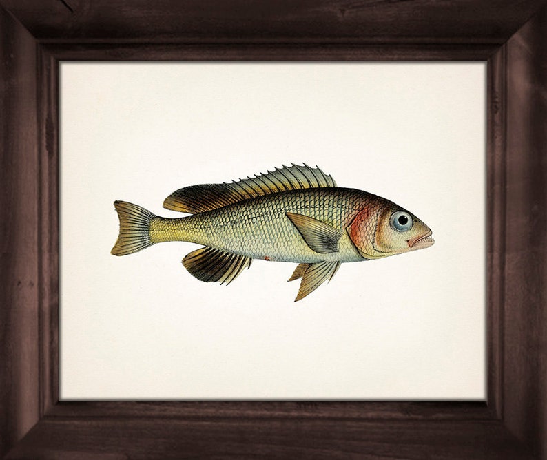 Simple Snapper 1801 Fish Drawing. Fine Art Print of a | Etsy