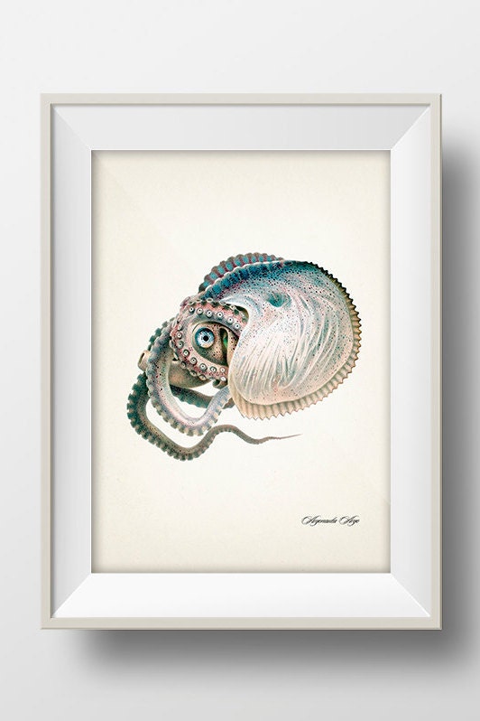 Greater Argonaut Octopus 1896 OC-25 Fine art print of a | Etsy
