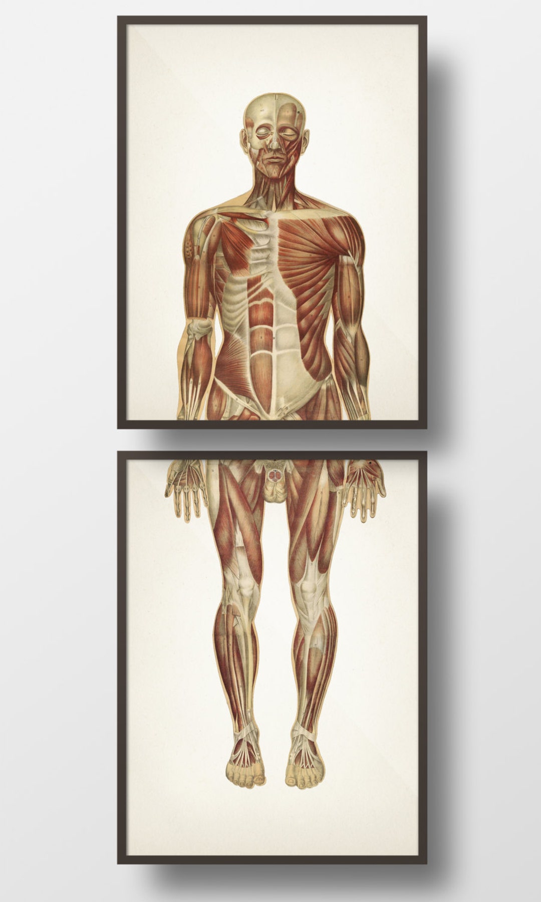 Human Anatomy MUSCLE System, Front Pair - HU-07 HU-08 - Fine Art Prints ...