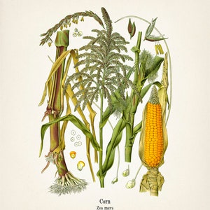American Southern Crops Set of 6 Botanical Illustrations - Peach, Corn ...