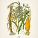 American Southern Crops Set of 6 Botanical Illustrations Peach, Corn ...