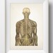 1779 Skeleton Rising From the Dead by Gamelin HU-22 Fine Art Print of a ...
