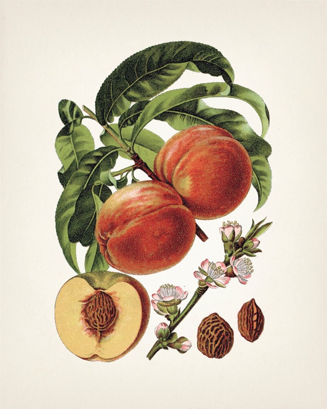Vintage Peach Print 2 PL-43 Fine Art Print of a Vintage - Etsy