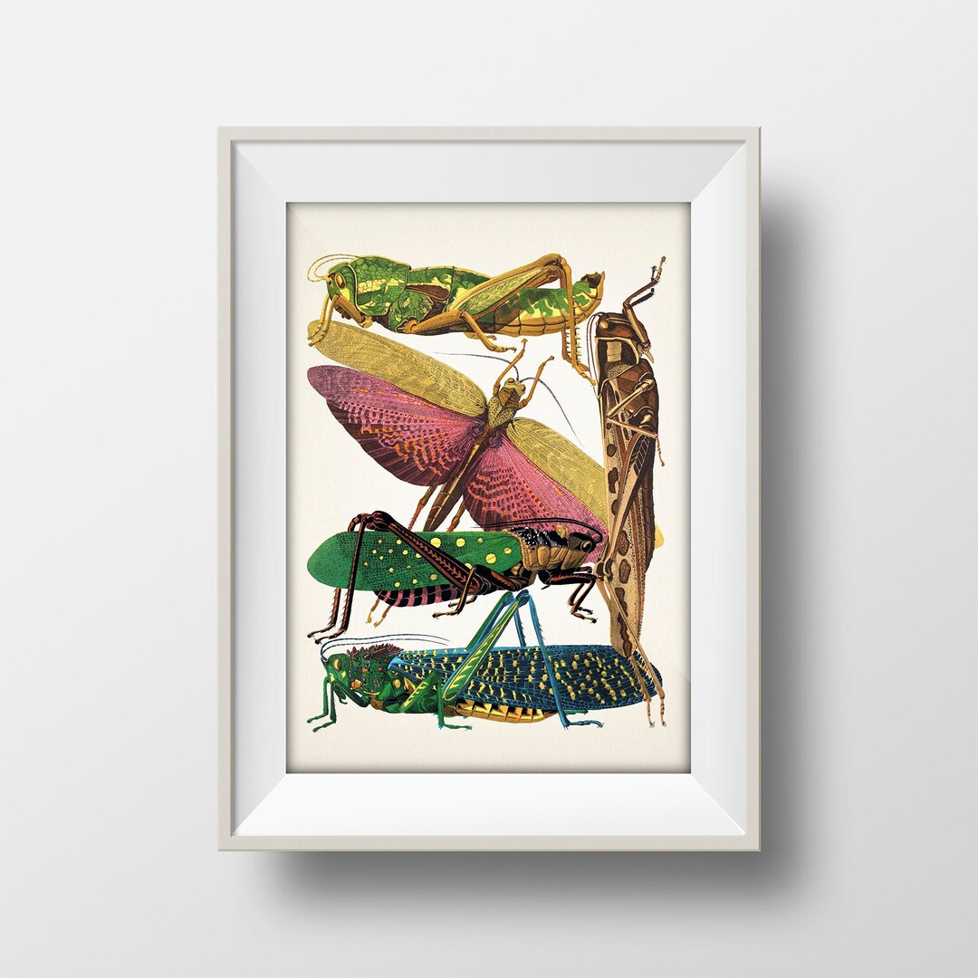 Insects No. 07 [1926] Insectes - IN-47 - Fine Art Print of a Vintage ...