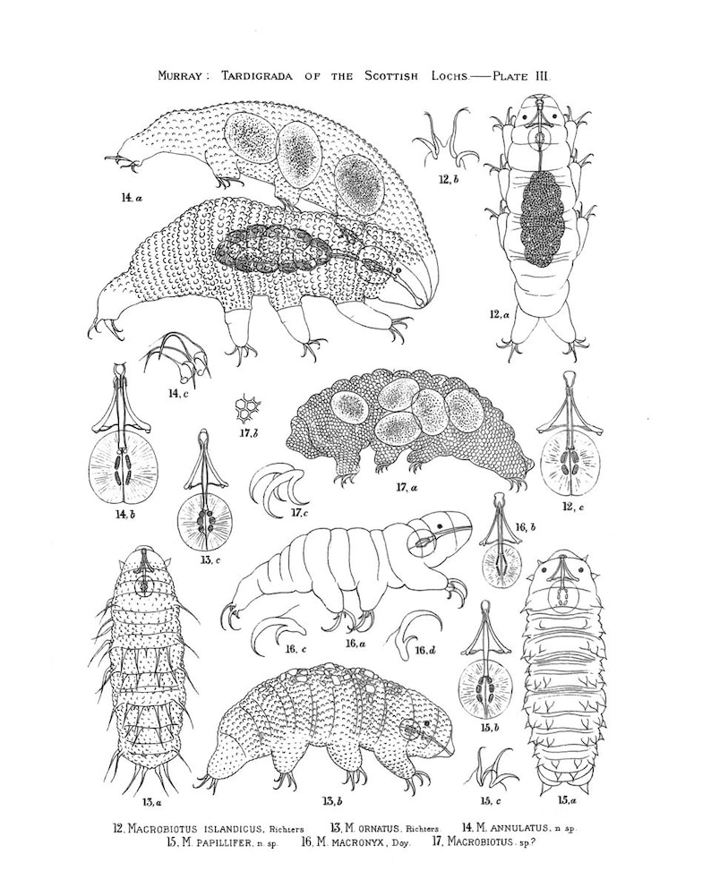 Tardigrade water Bear Anatomy Specimens PLATE 3 SC-20-24 - Etsy Israel