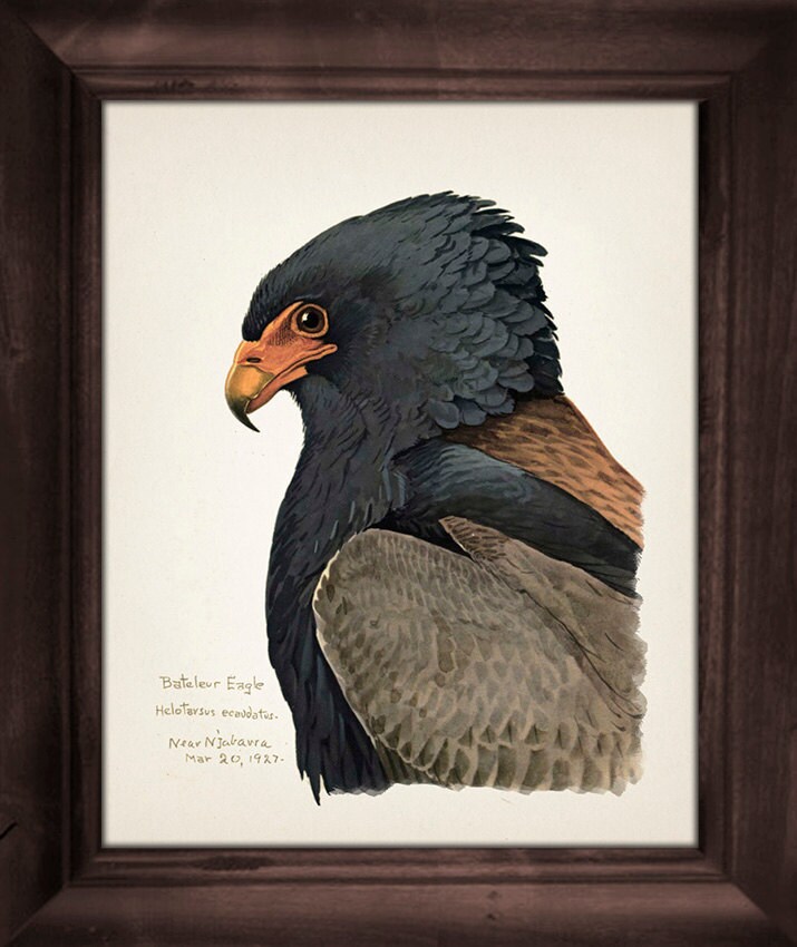 Bateleur Eagle -BI-11 - Avian Fine Art Print of a Vintage Natural ...