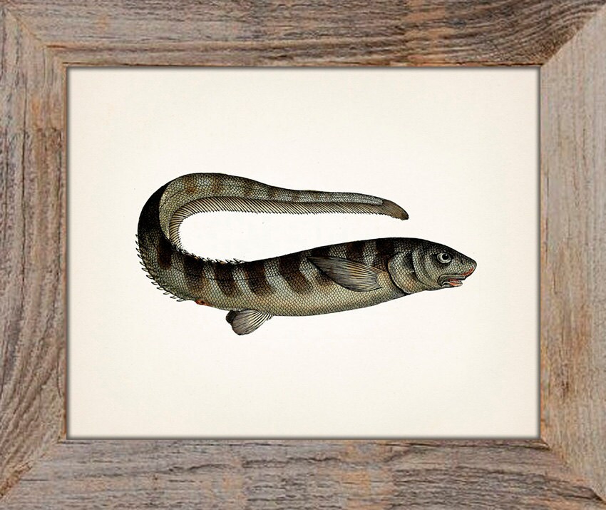 Keen 1801 Fish Drawing - Fine Art Print of a Vintage Natural History ...
