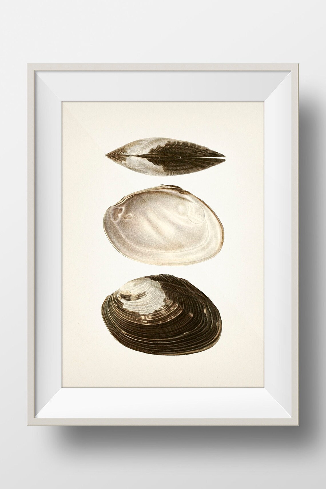 Clam Shell No. 65 SH-65 Fine Art Print of a Vintage - Etsy