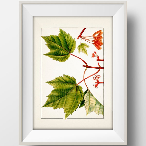 Red Maple - Etsy