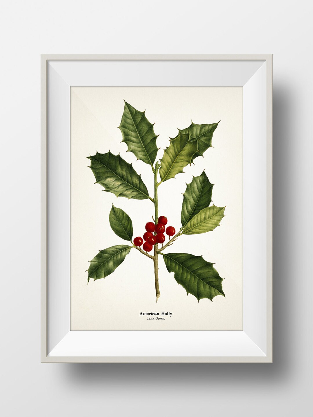 Holly Plant Christmas Botanical Print - Holiday Wall Art - INCLUDES ...
