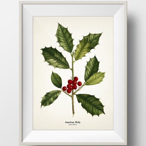 Holly Plant Christmas Botanical Print Holiday Wall Art | Etsy