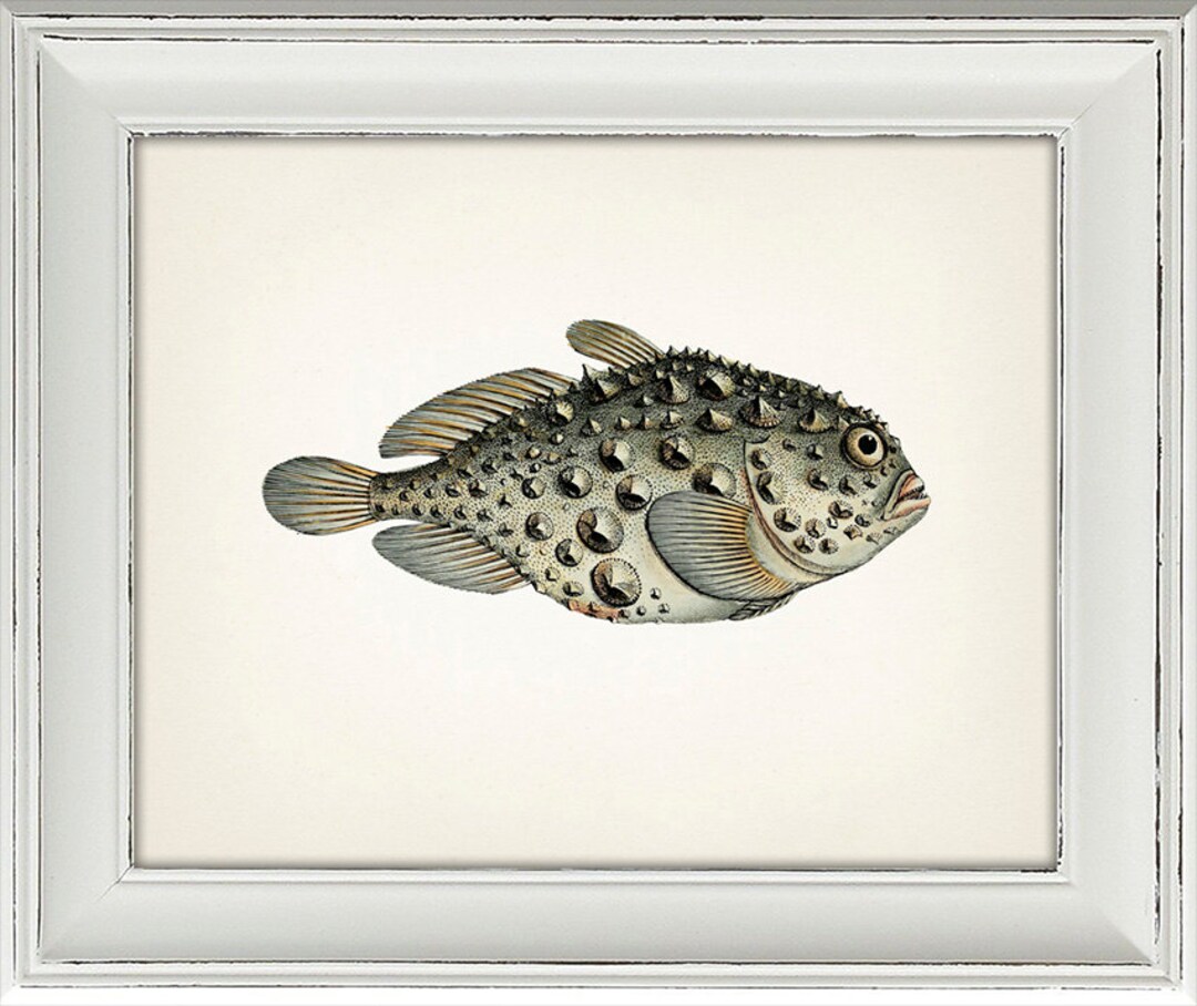Prickly 1801 Lumpsucker Fish Drawing - Fine Art Print of a Vintage ...