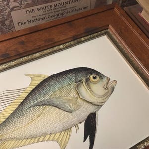 Brama Atropus by Marcus Elieser Bloch [1801] Fish Drawing. Fine Art ...