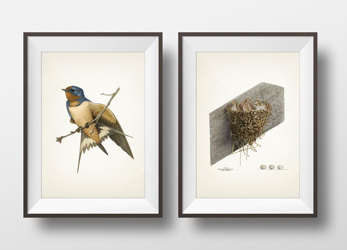 Barn Swallow Bird and Nest Print Pair BI-13 NE-07 Fine Art - Etsy