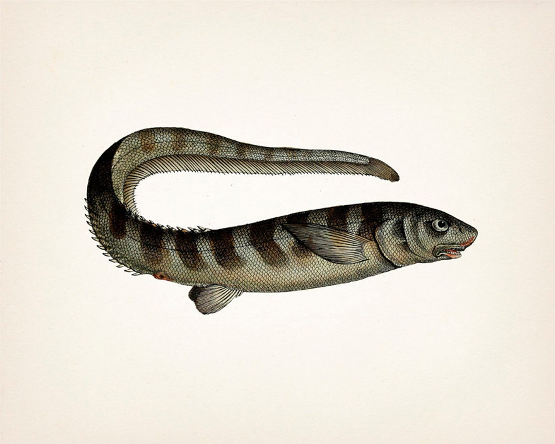 Keen 1801 Fish Drawing - Fine Art Print of a Vintage Natural History ...