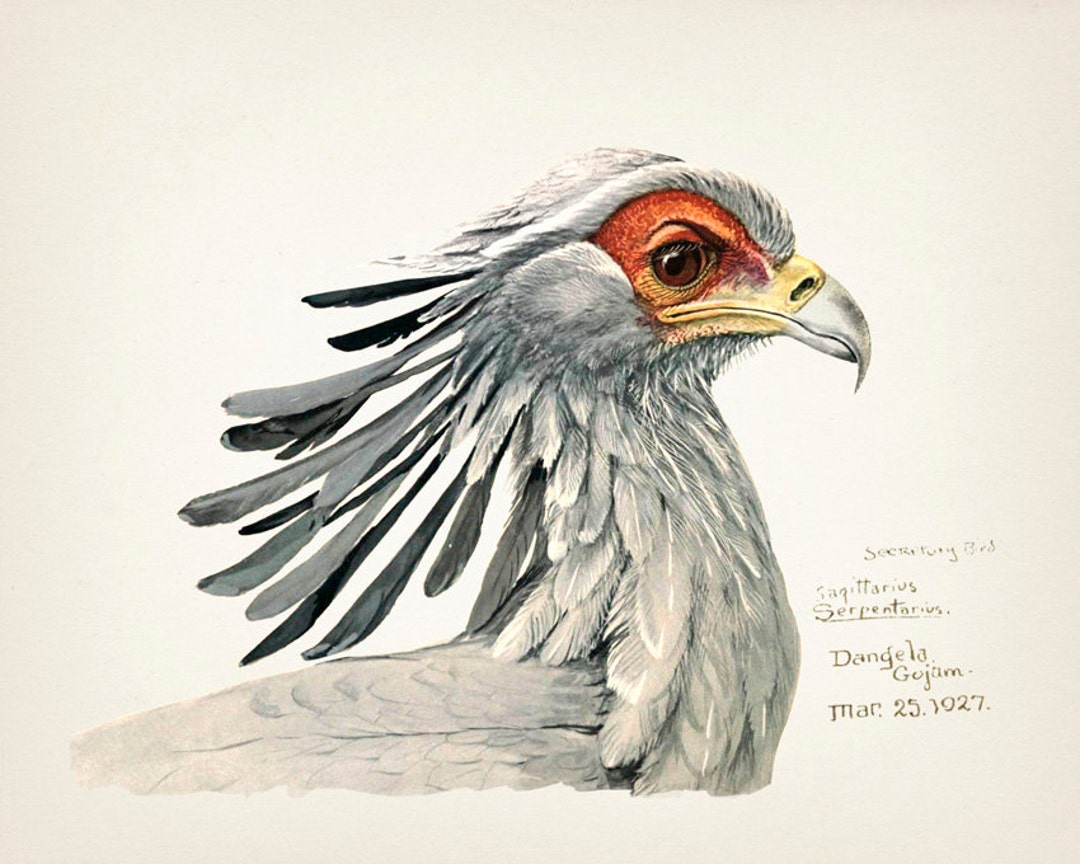 Secretary Bird - - Avian Fine Art Print of a Vintage Natural History ...