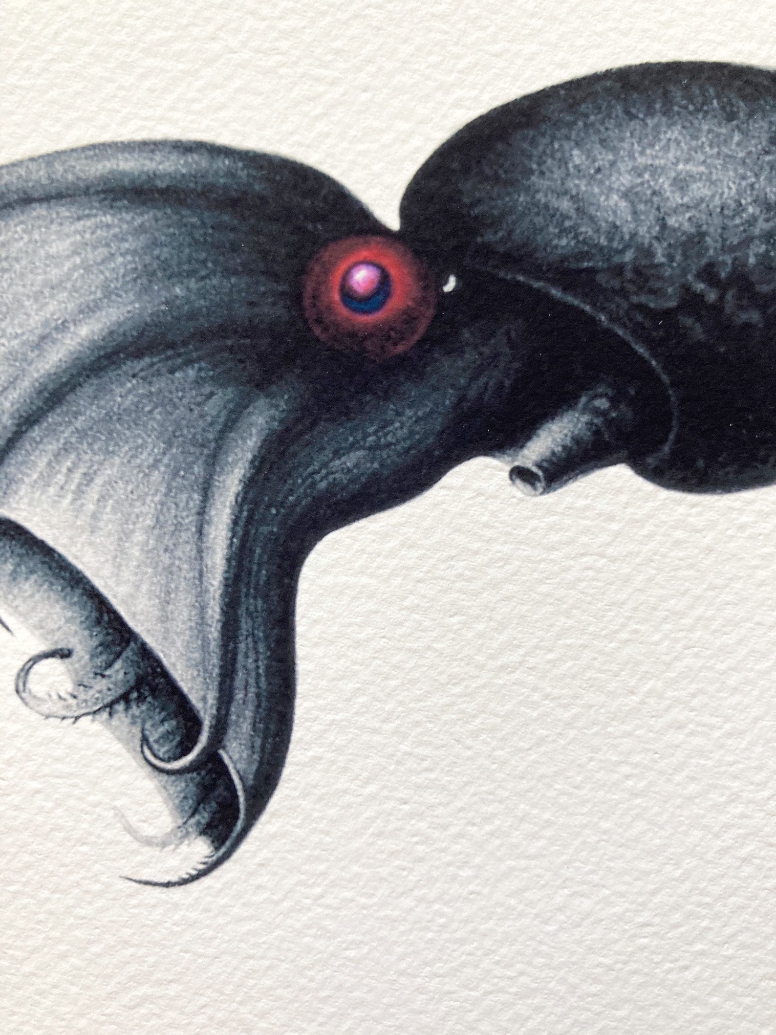 Vampire Squid (vampyroteuthis Infernalis) - OC-17 - Fine Art Print of a ...