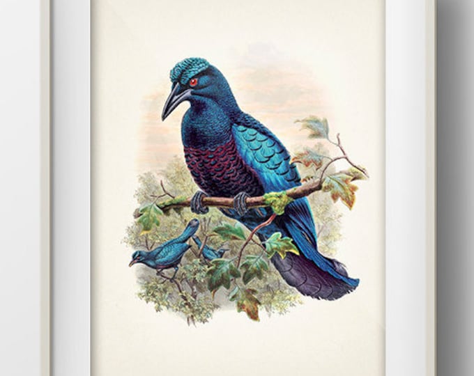 Curl Crested Manucode Bird of Paradise manucodia Comrii BP-05 Fine Art Print of a Vintage ...