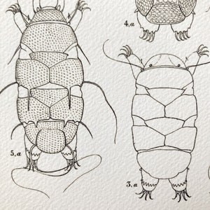 Tardigrade (water Bear) Anatomy Specimens PLATE 1 - SC-18-22 - Fine Art ...