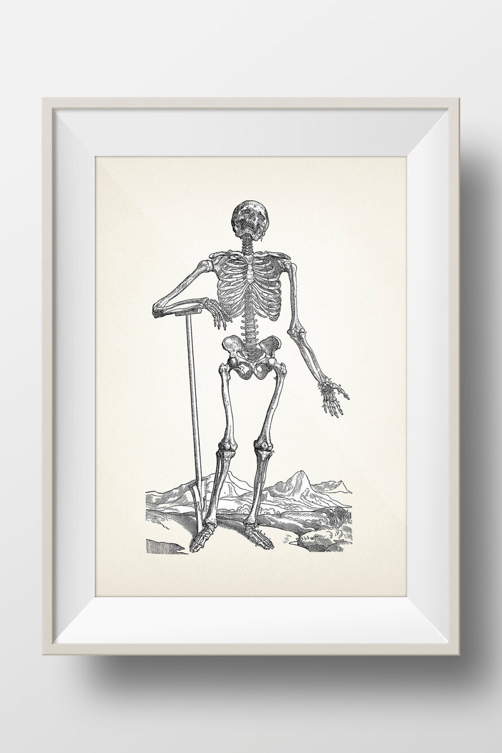 Skeleton Engraving 1 [1543] Scientific Anatomy Drawing - HU-18-28 Fine ...