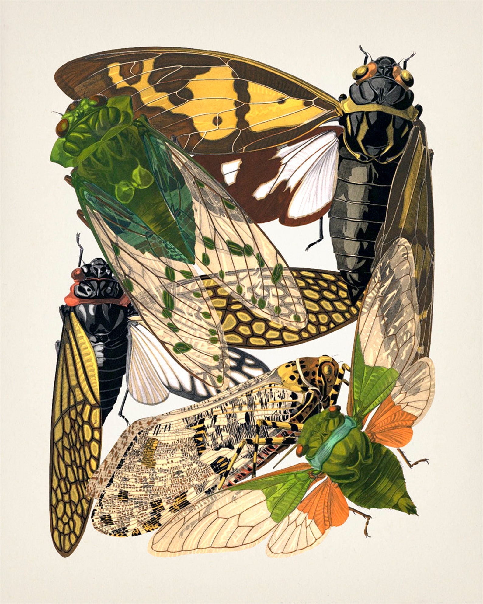 Insects No. 02 1926 Insectes IN-42 Fine Art Print of a - Etsy